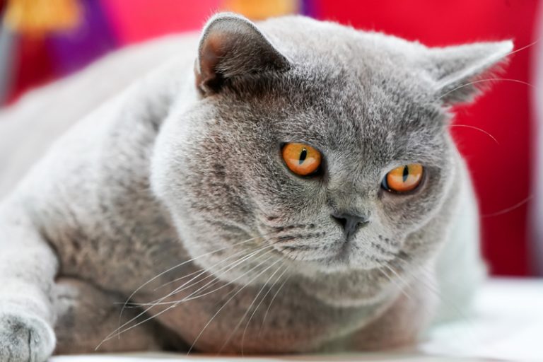 10 Jenis Kucing Peliharaan Yang Banyak Dipelihara dan Comel - Kitty's ...